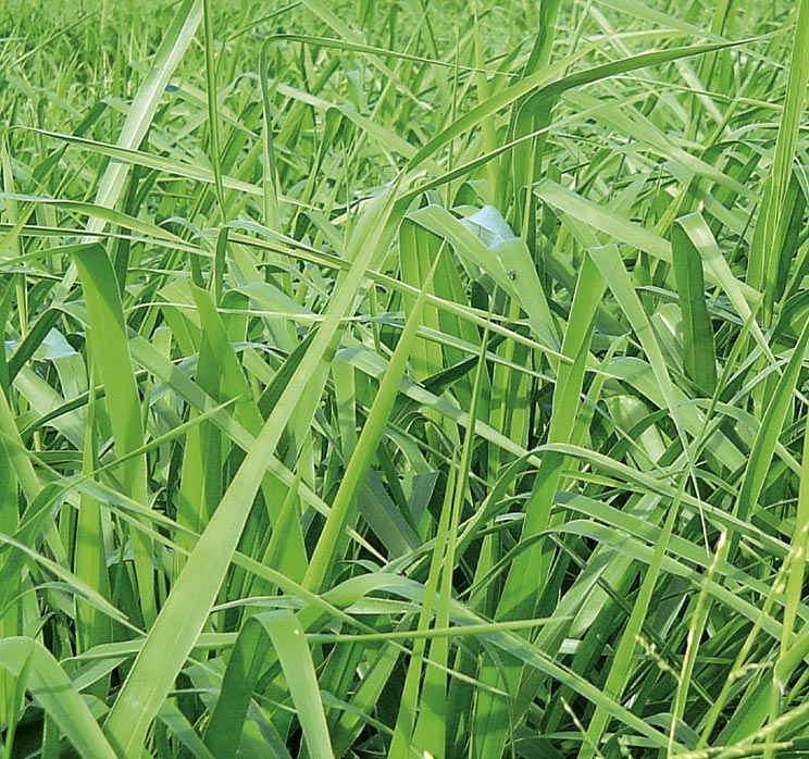 Brachiaria brizantha cv. Marandu (Braquiarão) – Agroquima