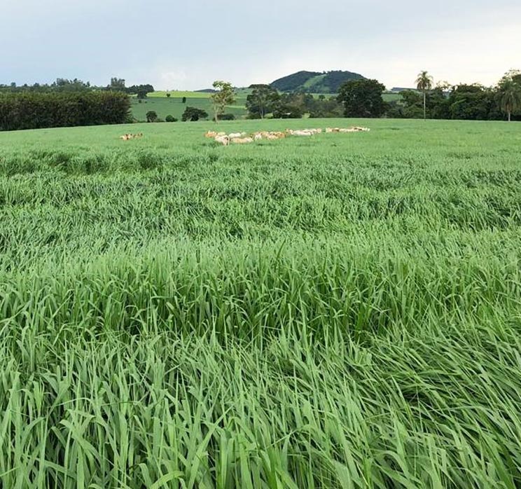 Brachiaria brizantha cv. Marandu (Braquiarão) – Agroquima
