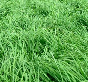 Panicum maximum cv Massai – Agroquima