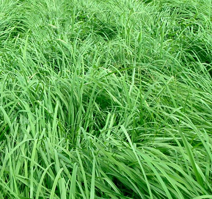 Panicum maximum cv Massai – Agroquima