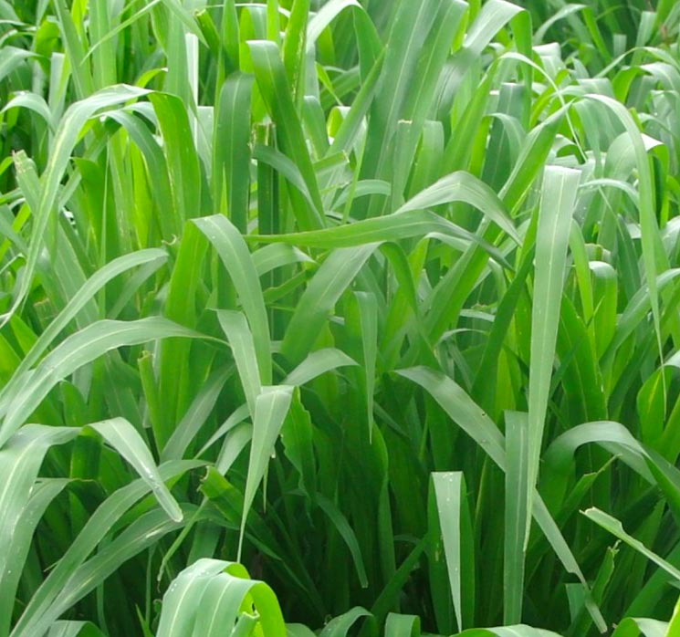 Panicum maximum cv Massai – Agroquima