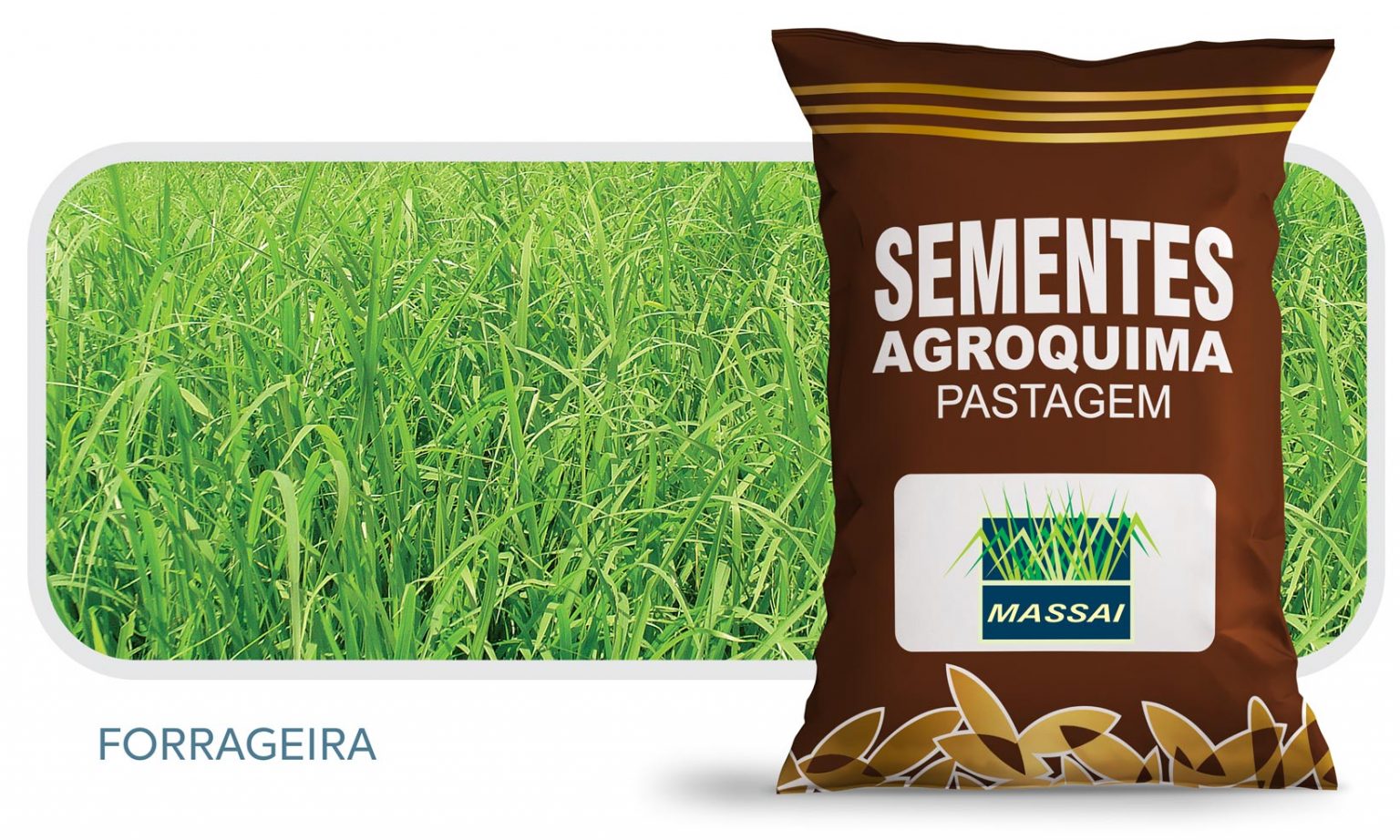 Panicum maximum cv Massai – Agroquima