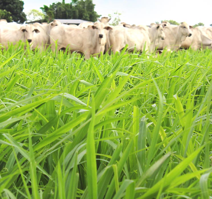 BRS Quênia Panicum maximum híbrido – Agroquima
