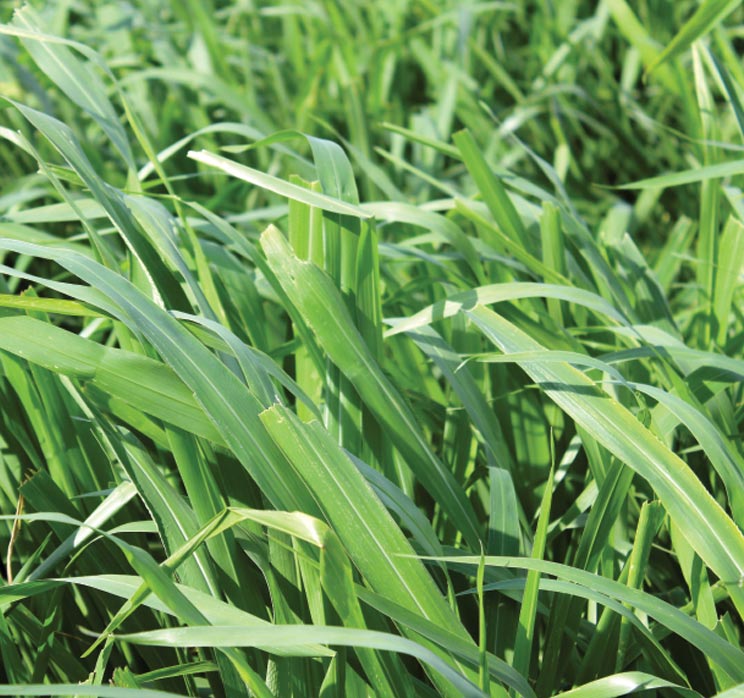 BRS Quênia Panicum maximum híbrido – Agroquima
