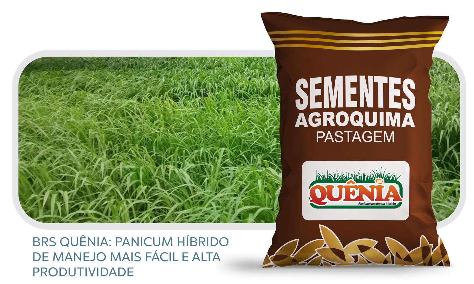 BRS Quênia Panicum maximum híbrido – Agroquima